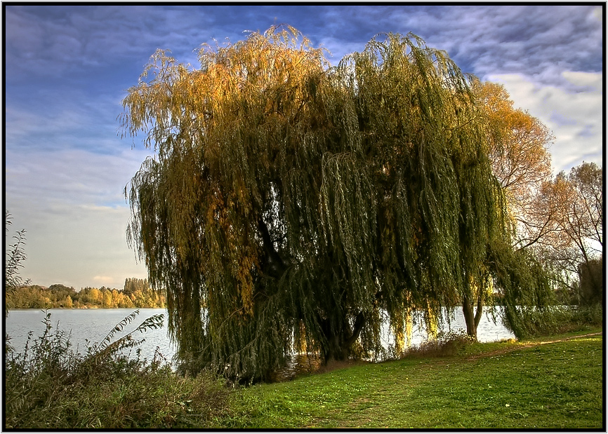 Trauerweide im Licht der untergehenden Sonne Foto & Bild | landschaft, bach, fluss & see, see ...