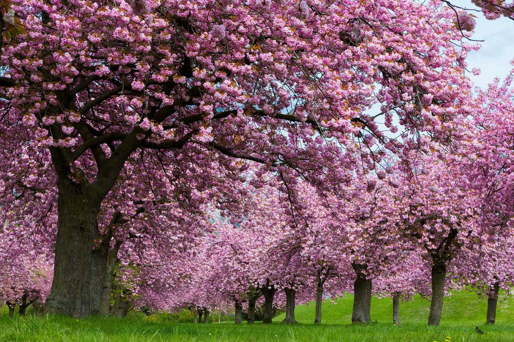 Traum in Rosa Foto & Bild | canon, park, bäume Bilder auf fotocommunity