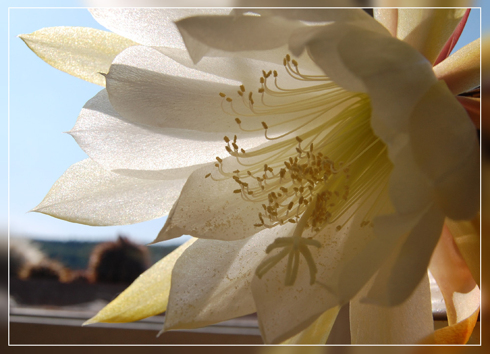 Traum in weiss Foto & Bild | archiv projekte naturchannel ...