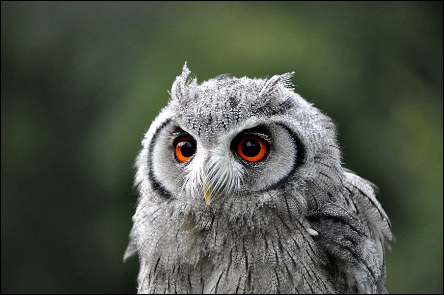 Traumtyp !!! Foto & Bild | tiere, zoo, wildpark & falknerei, vögel ...