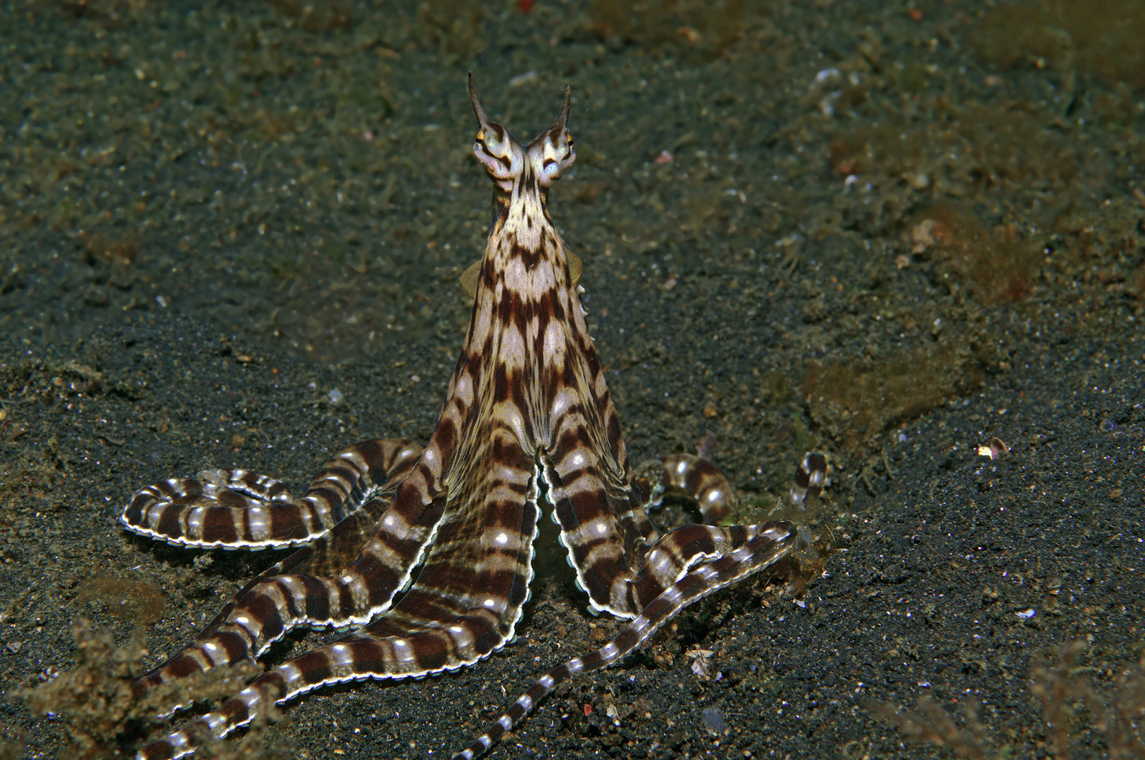 Traumwelten 14: Mimikry Oktopus (let´s talk) Foto & Bild | unterwasser ...