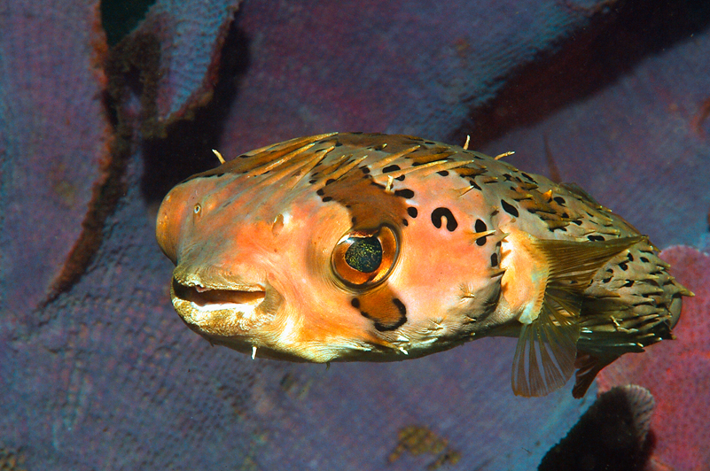 Traumwelten 2/2: Igelfisch Foto & Bild | unterwasser, uw-salzwasser ...