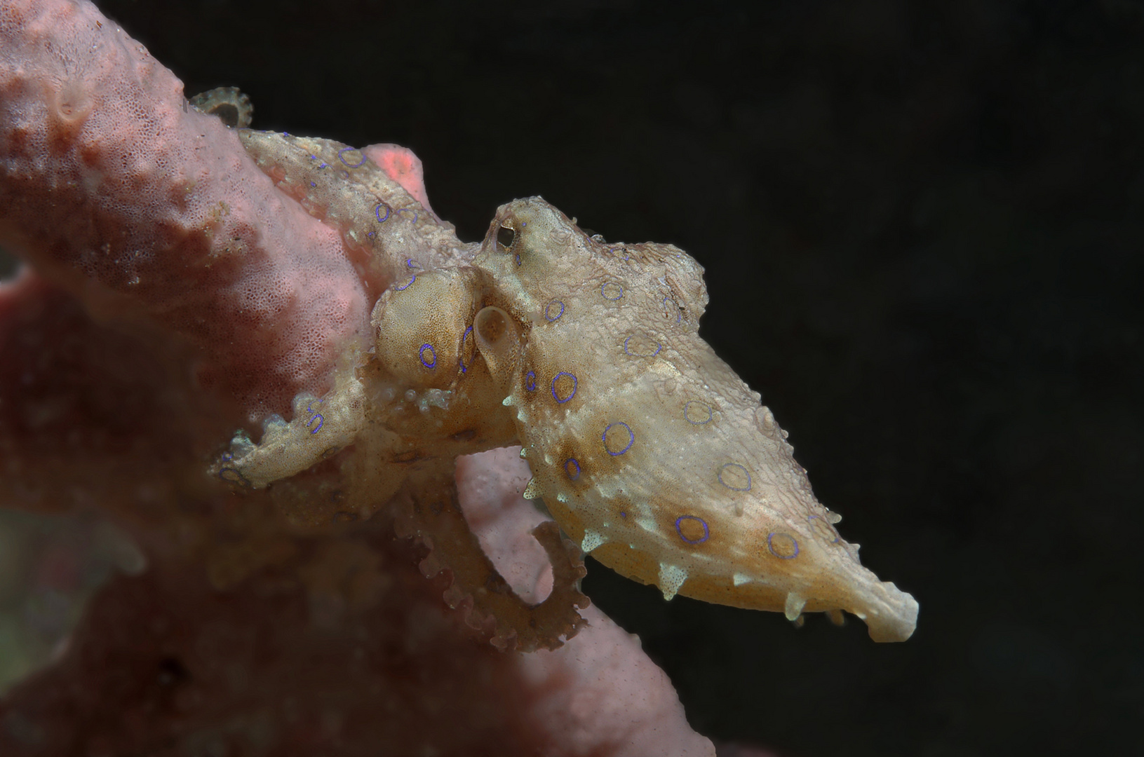 Traumwelten 31: Blauring Oktopus Foto & Bild | unterwasser, uw ...