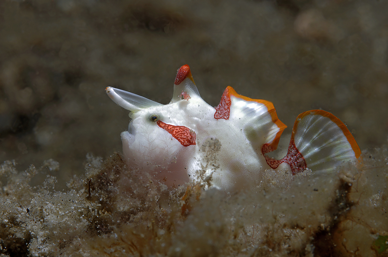 Traumwelten 36: Clown Anglerfisch Foto & Bild | unterwasser, uw ...