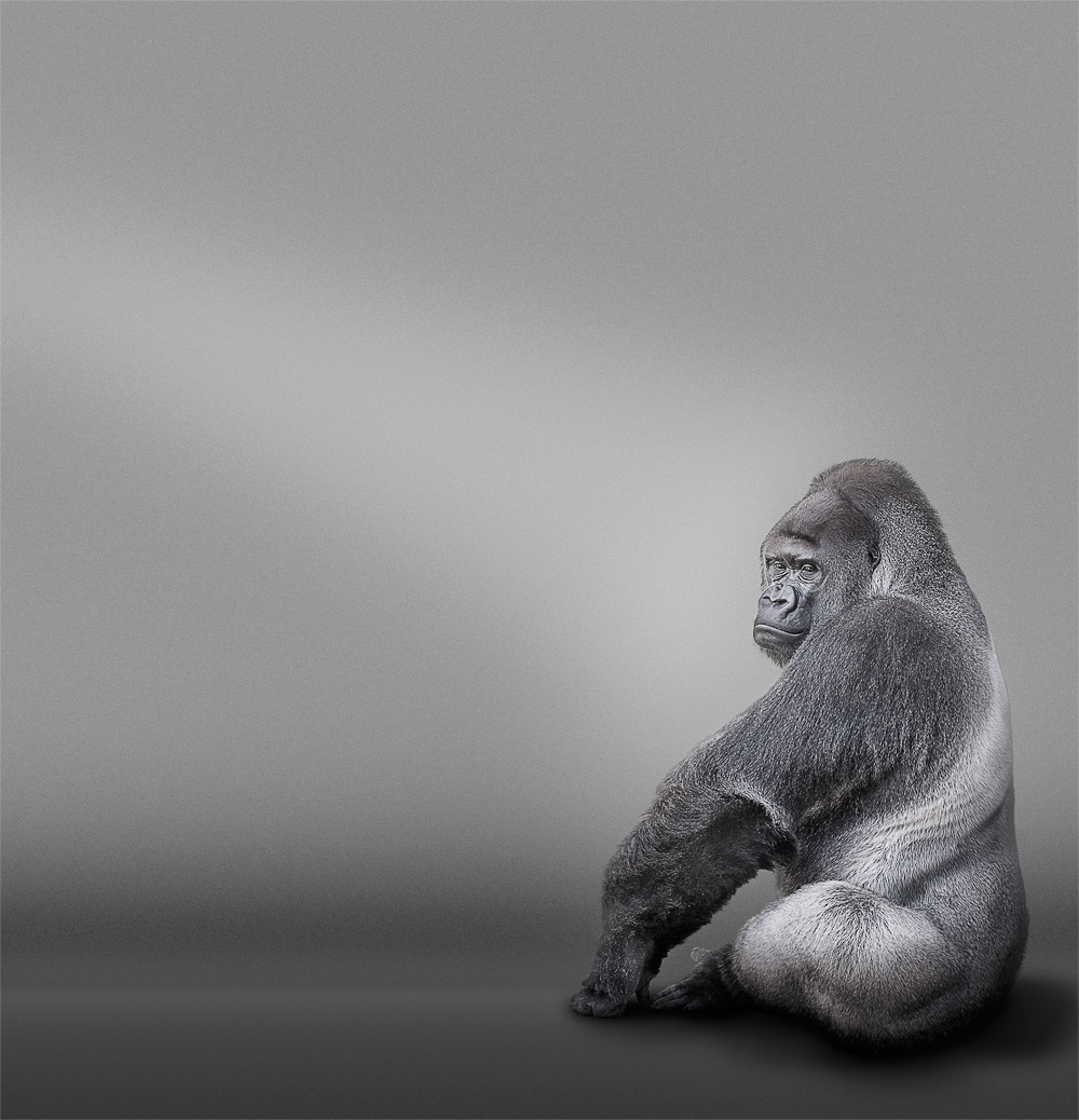 Traurig? Foto & Bild | fotomontage, composing , gorilla Bilder auf ...