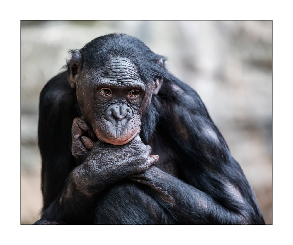 ~ Traurig ~ Foto & Bild | tiere, zoo, wildpark & falknerei, säugetiere ...