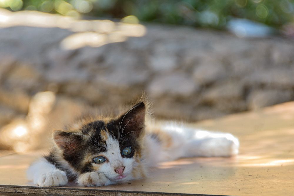 traurig Foto & Bild | tiere, haustiere, katzen Bilder auf fotocommunity