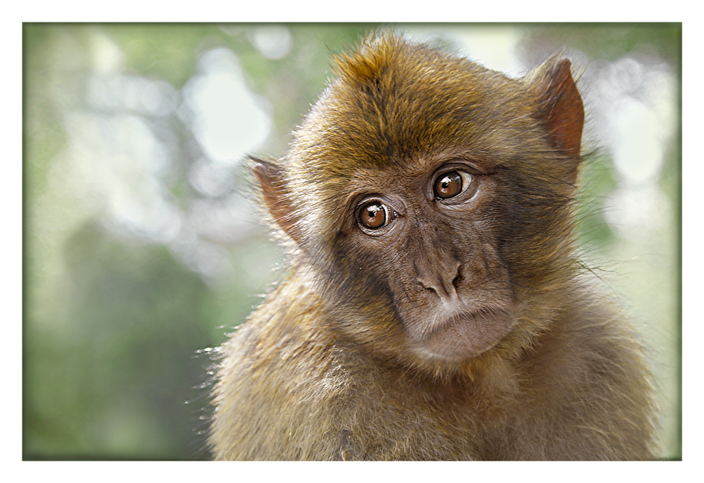 traurig Foto & Bild | archiv, a r c h i v aktuell, affen Bilder auf ...