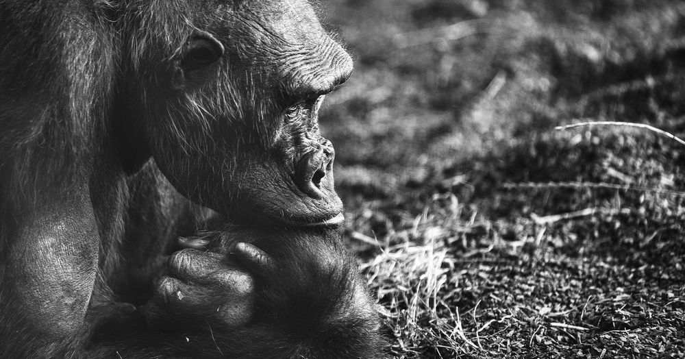 Traurig... Foto & Bild | tiere, zoo, wildpark & falknerei, säugetiere ...