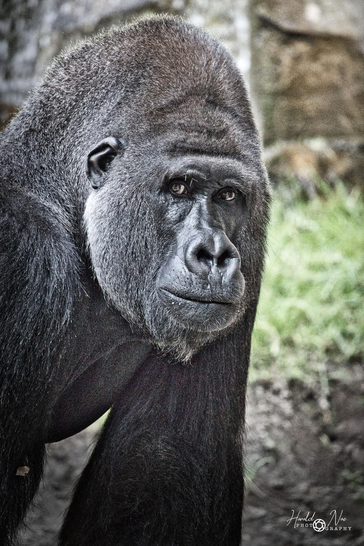 Traurig oder ernst? Foto & Bild | tiere, zoo, wildpark & falknerei ...