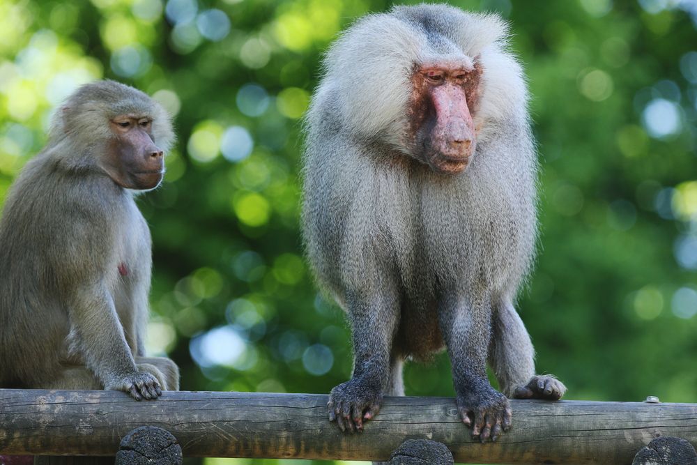 Traurige Affen ? Foto & Bild | natur, zoo, tiere Bilder auf fotocommunity