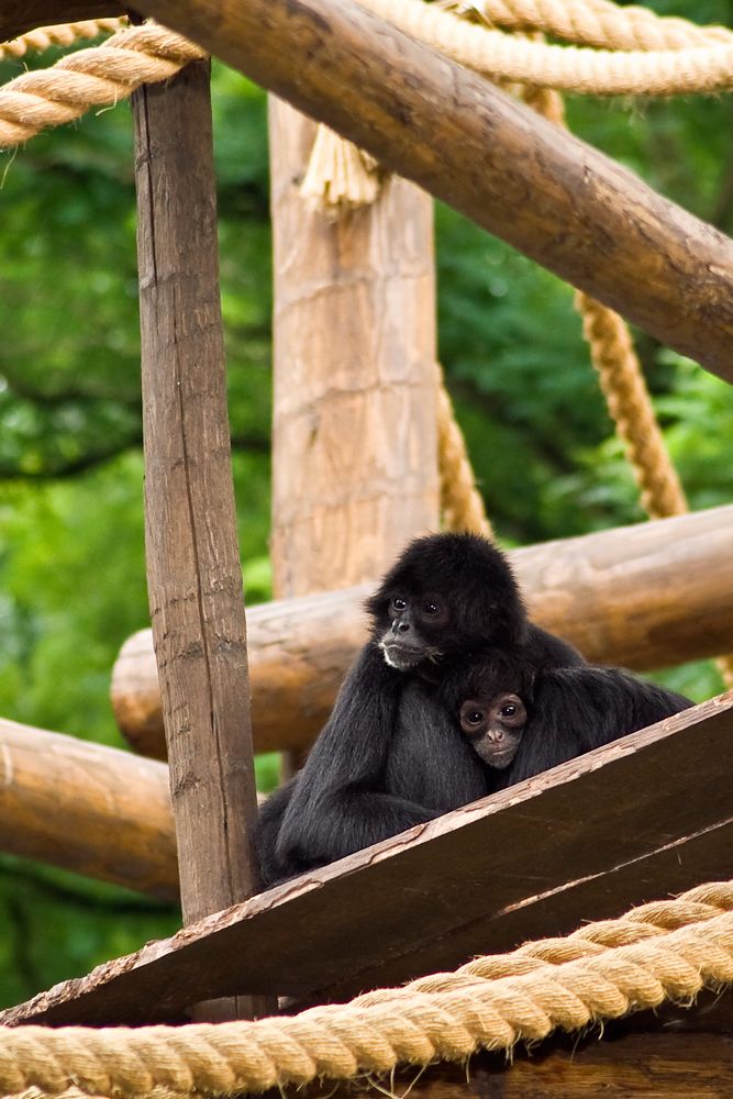 Traurige Augen-Blicke Foto & Bild | tiere, zoo, wildpark & falknerei ...