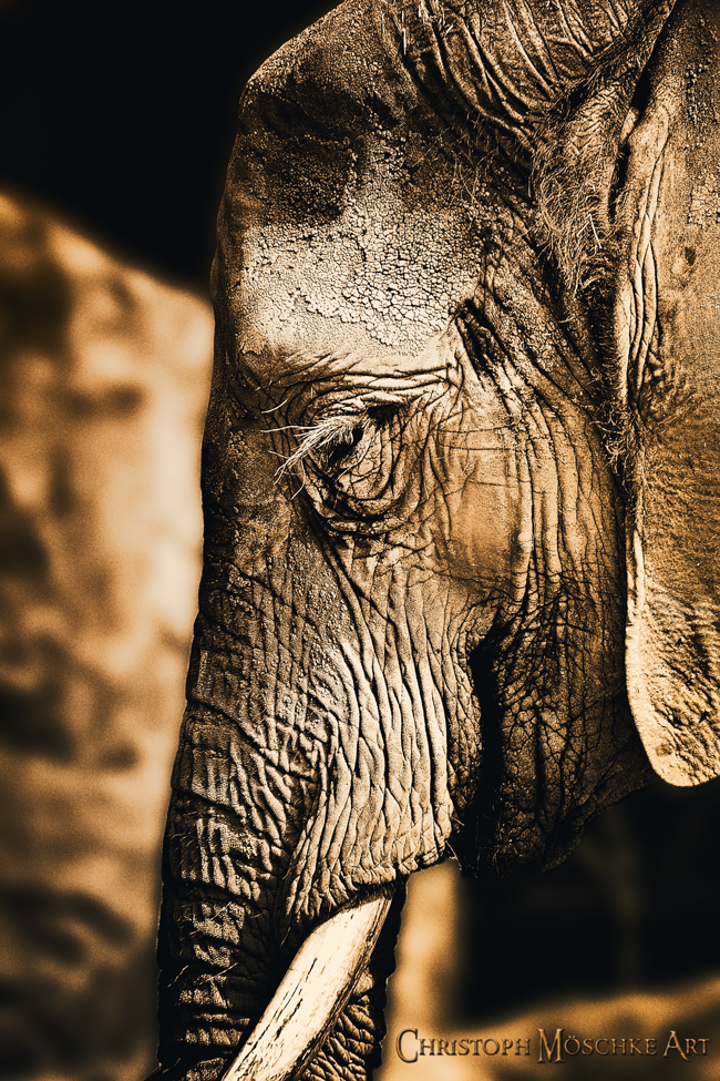 Traurige Augen Foto & Bild | tiere, zoo, wildpark & falknerei ...