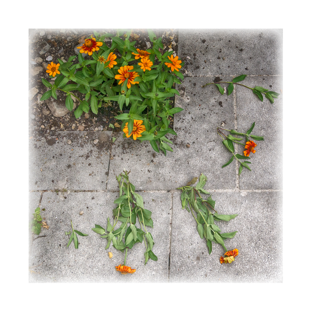 traurige Erbärmlichkeit Foto & Bild | spezial, natur, blumen Bilder auf ...