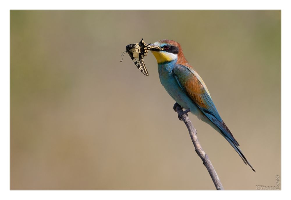 traurige Freude Foto & Bild | natur, tiere, vögel Bilder auf fotocommunity