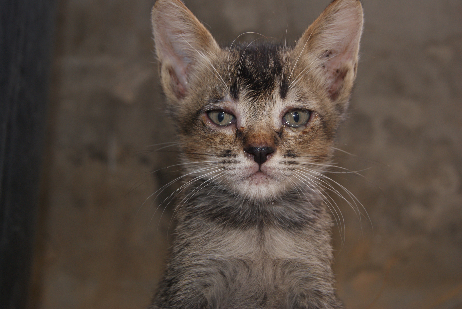 traurige Katze Foto & Bild | tiere, tierkinder, meine fotos Bilder auf ...
