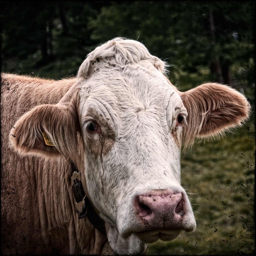 traurige-kuh Foto & Bild | tiere, haustiere, nutztiere Bilder auf ...