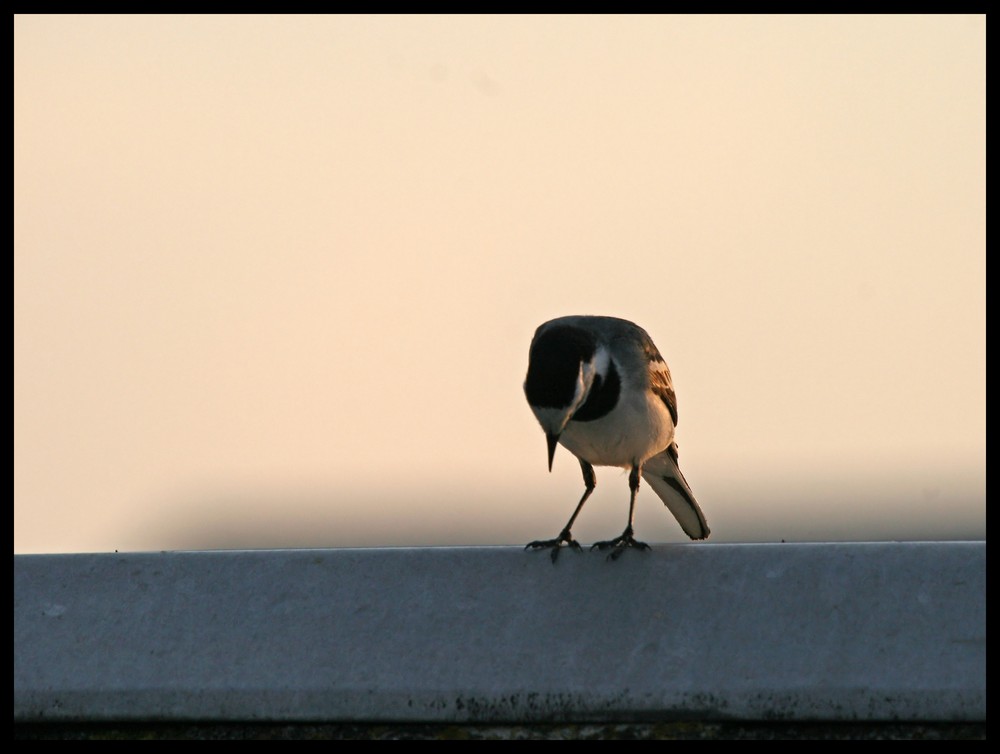 -Traurige Nachricht- Foto & Bild | tiere, wildlife, wild lebende vögel ...