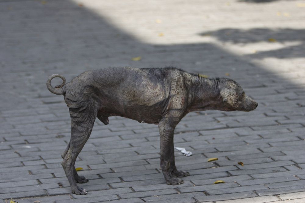 Traurige Realität Foto & Bild | tiere, haustiere, hunde Bilder auf ...