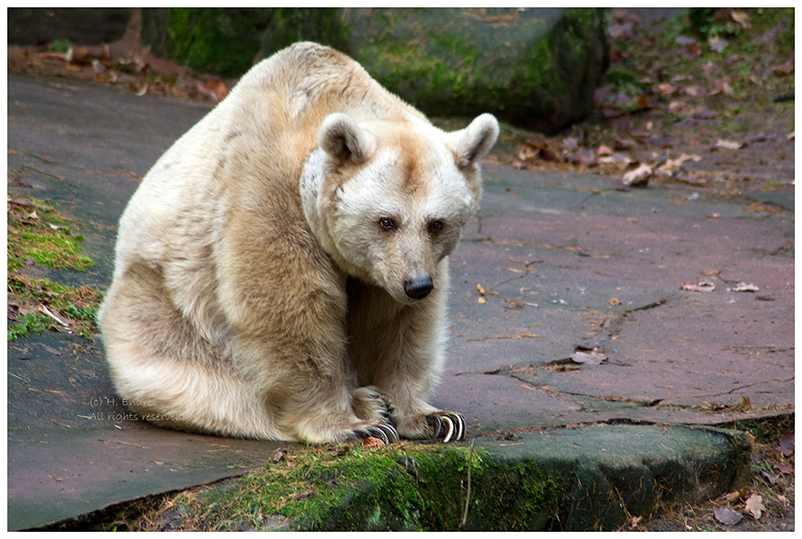 Trauriger Bär Foto & Bild | tiere, zoo, wildpark & falknerei ...