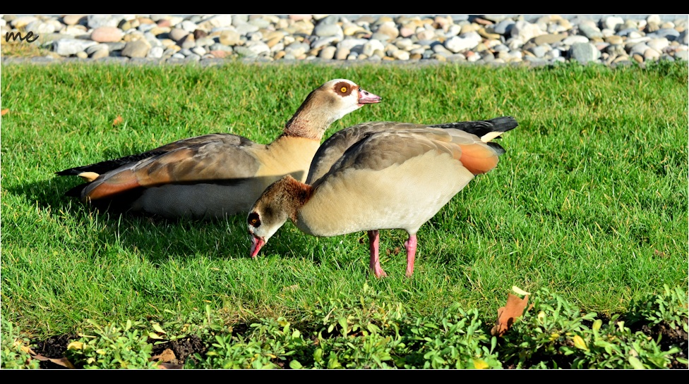 Traute Gemeinsamkeit Foto & Bild | tiere, zoo, wildpark & falknerei ...