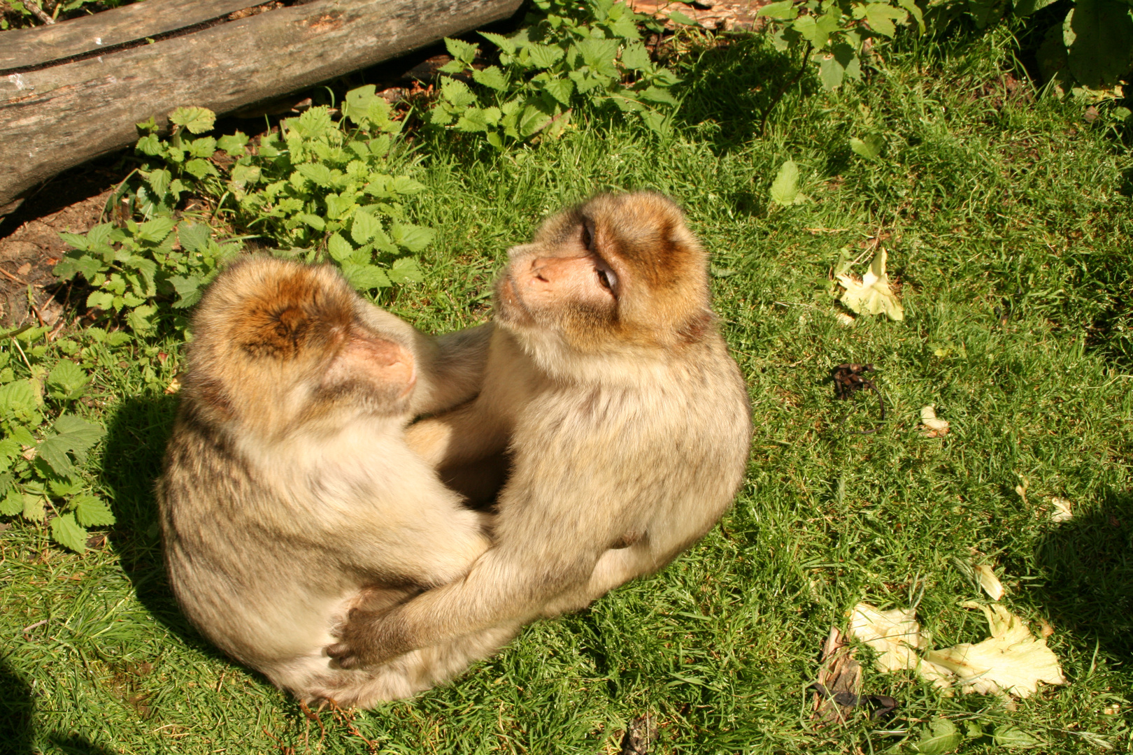 traute Zweisamkeit? Foto & Bild | tiere, zoo, wildpark & falknerei ...