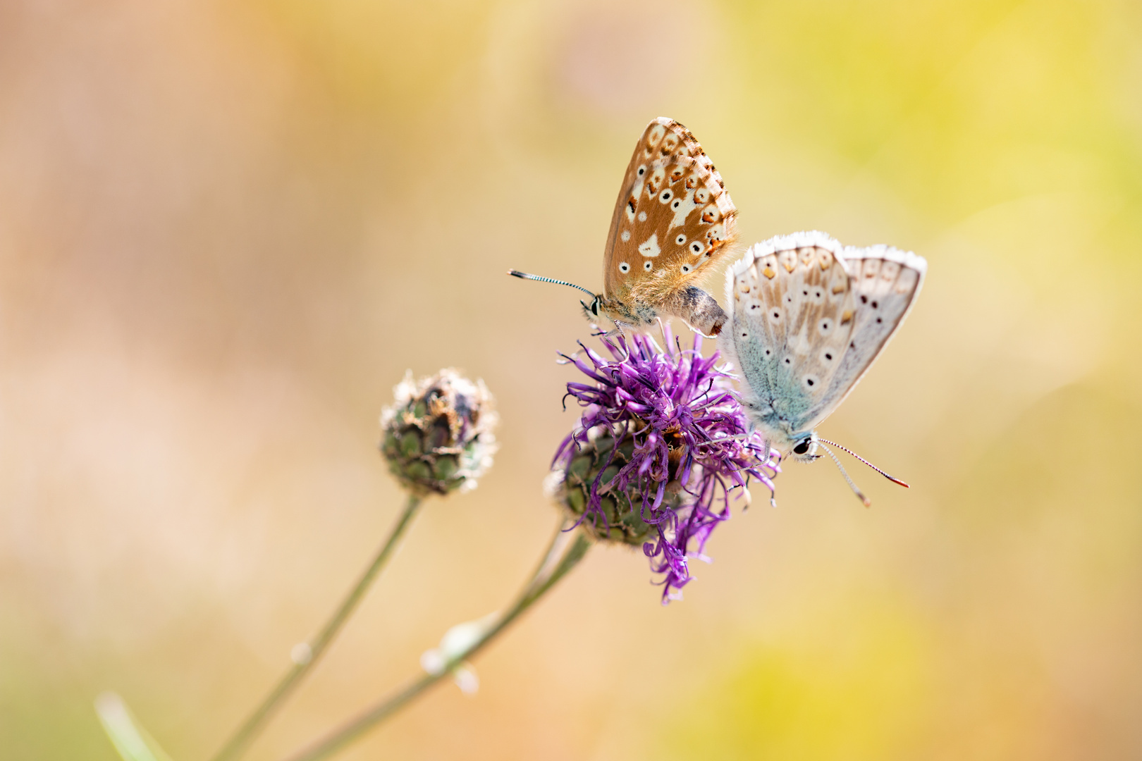 Traute Zweisamkeit Foto & Bild | tiere, wildlife, schmetterlinge Bilder ...