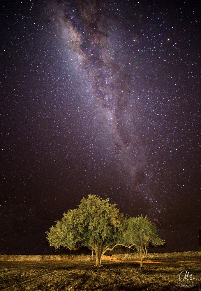 Tree & Milky Way Foto & Bild | baum, nacht, himmel Bilder auf fotocommunity