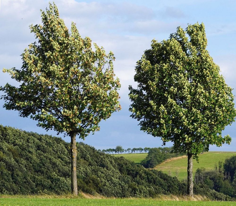 Tree Twins Foto & Bild | Bilder auf fotocommunity