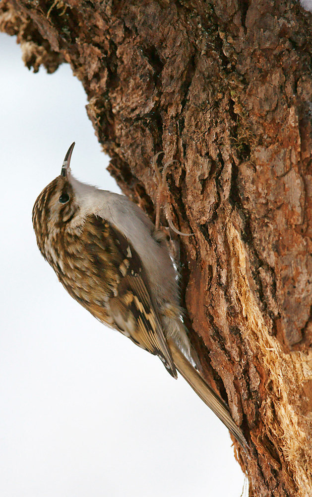 Treecreeper Foto & Bild | animales, aves, singvögel Bilder auf ...