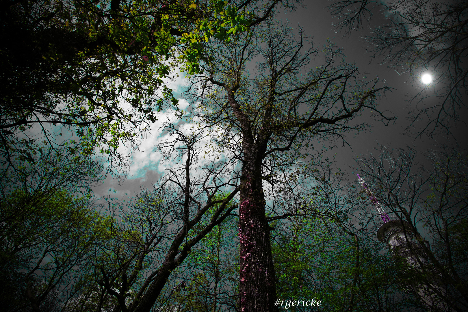 treetops Foto & Bild | natur-kreativ, natur Bilder auf fotocommunity