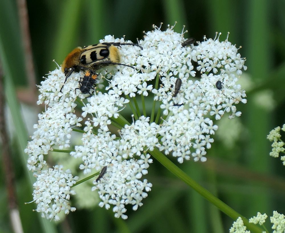 Treffen der Insekten Foto & Bild | tiere, wildlife, insekten Bilder auf fotocommunity