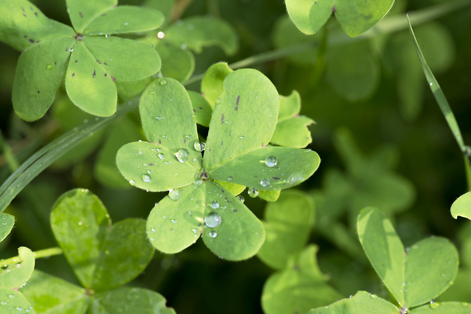 Trèfle photo et image | macro nature, nature Images fotocommunity