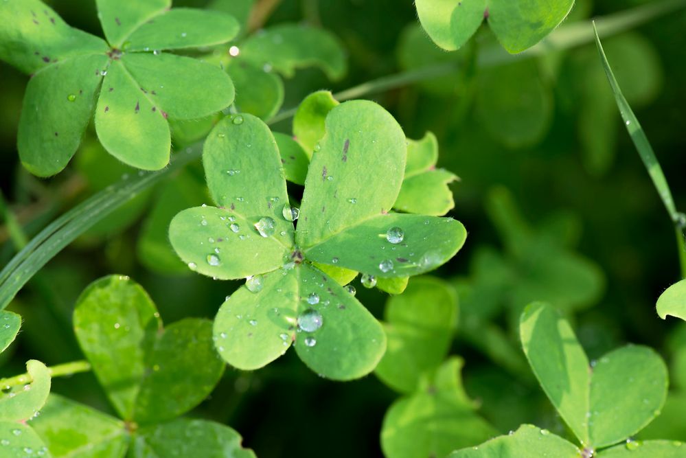 Trèfle photo et image | macro nature, nature Images fotocommunity