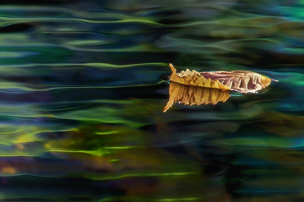 treiben lassen Foto & Bild | pflanzen, pilze & flechten, bäume ...