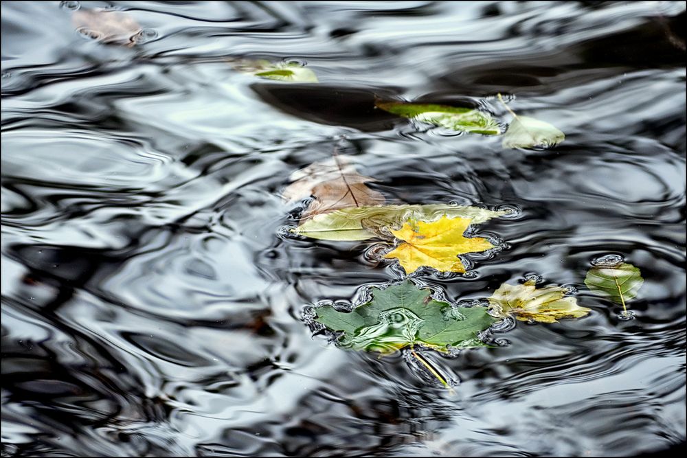 treiben lassen... Foto & Bild | stillleben, sonstiges, jahreszeiten ...