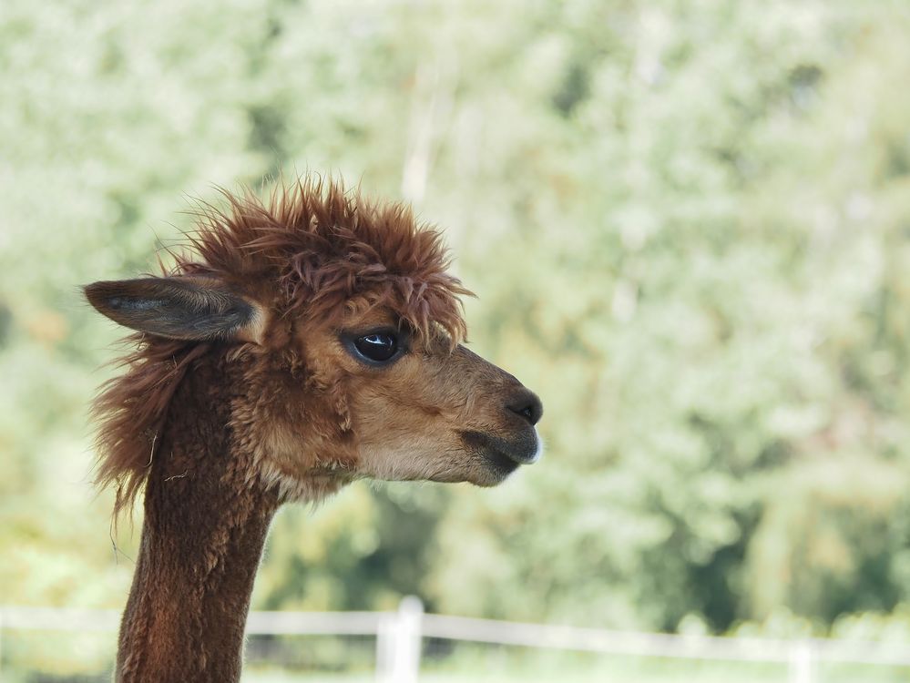 Trend.Frisur. Foto & Bild | natur, zoo, tiere Bilder auf fotocommunity