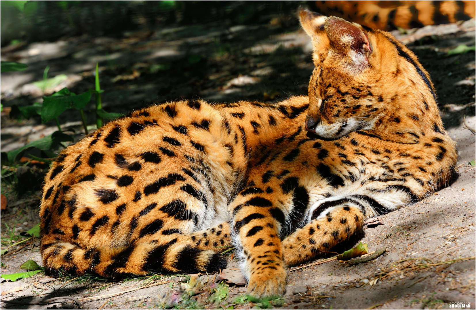 Très Félin... photo et image | animaux, zoo et animaux en captivité ...