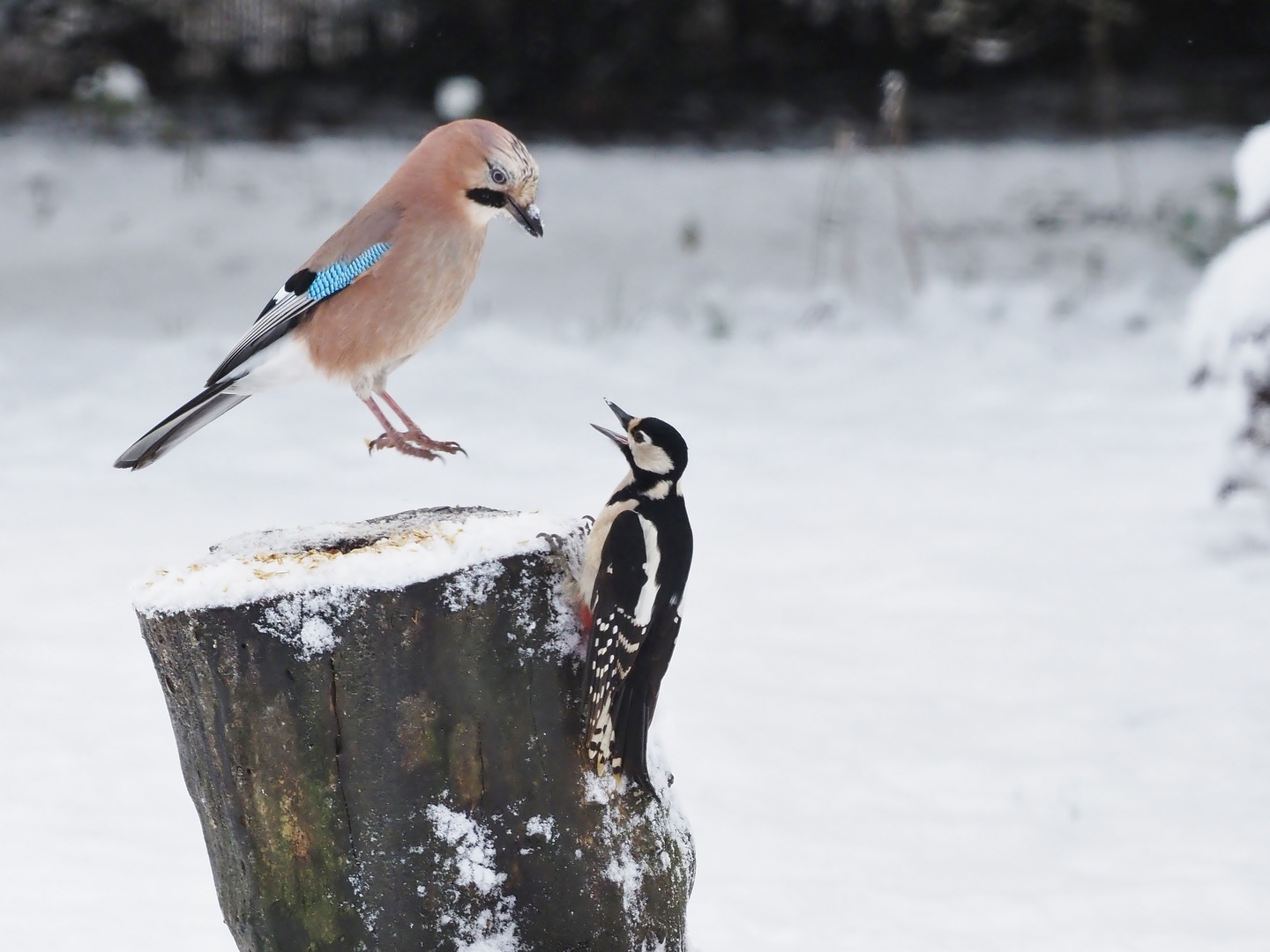 "Treter aus der Schüssel" Foto & Bild | tiere, wildlife, wild lebende ...