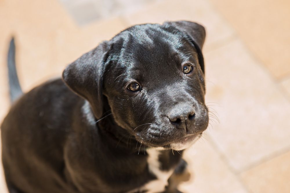 treue Hundeaugen Foto & Bild | tiere, haustiere, hunde Bilder auf ...