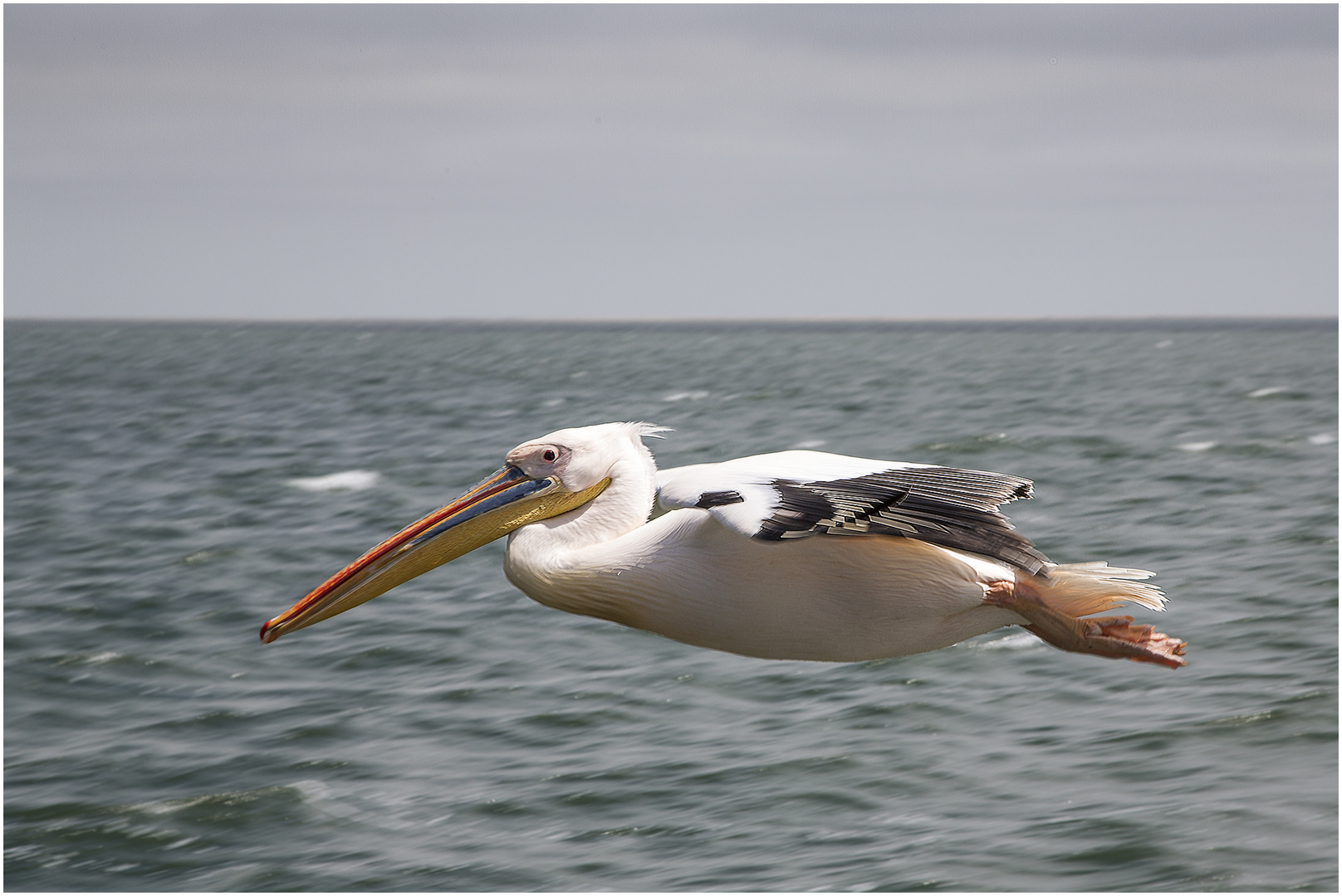 Treuer Begleiter Foto & Bild | tiere, wildlife, wild lebende vögel ...