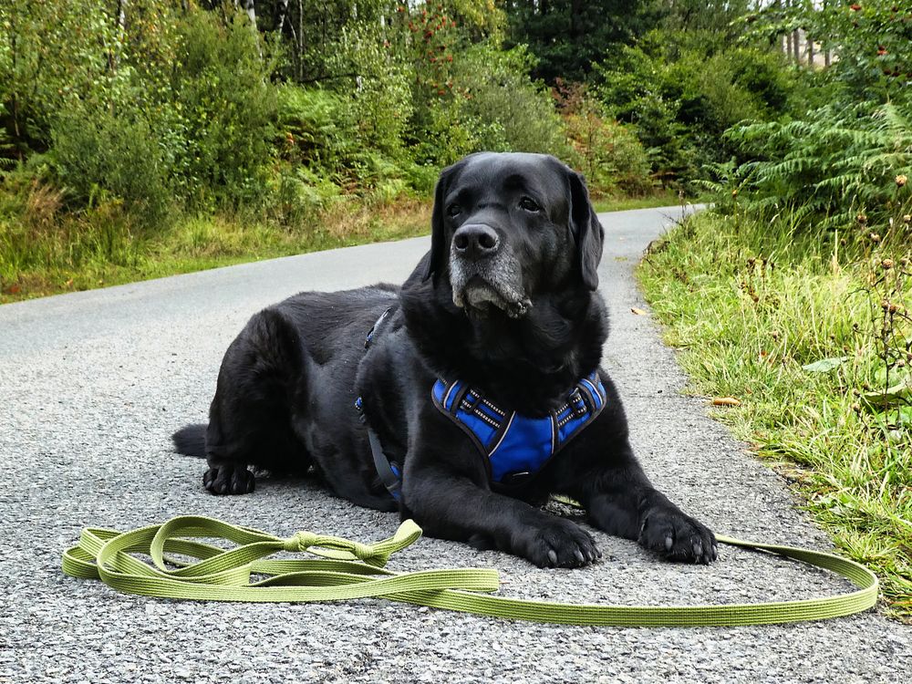 Treuer Begleiter Foto & Bild | tiere, haustiere, hunde Bilder auf ...
