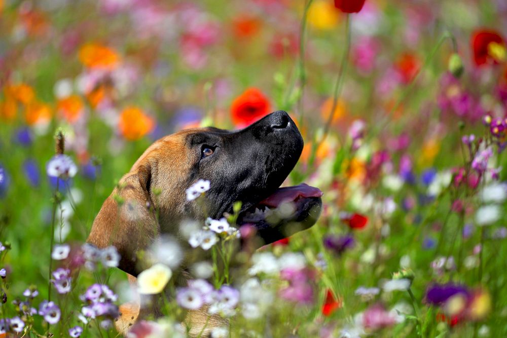 Treuer Begleiter ... Foto & Bild | wiese, hund, welpe Bilder auf ...