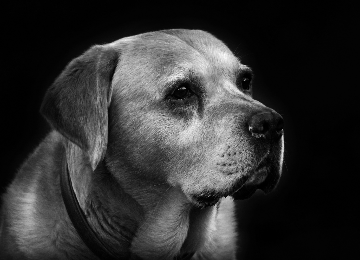 treuer Begleiter Foto & Bild | tiere, haustiere, hunde Bilder auf ...