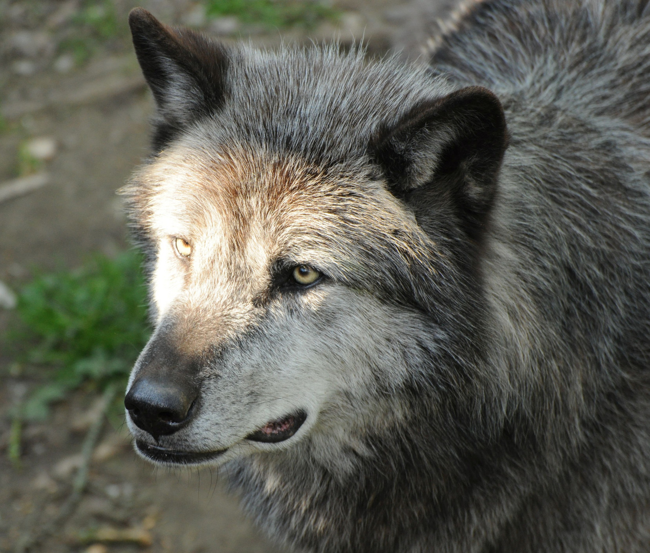Treuer Blick !!! Foto & Bild | tiere, zoo, wildpark & falknerei ...