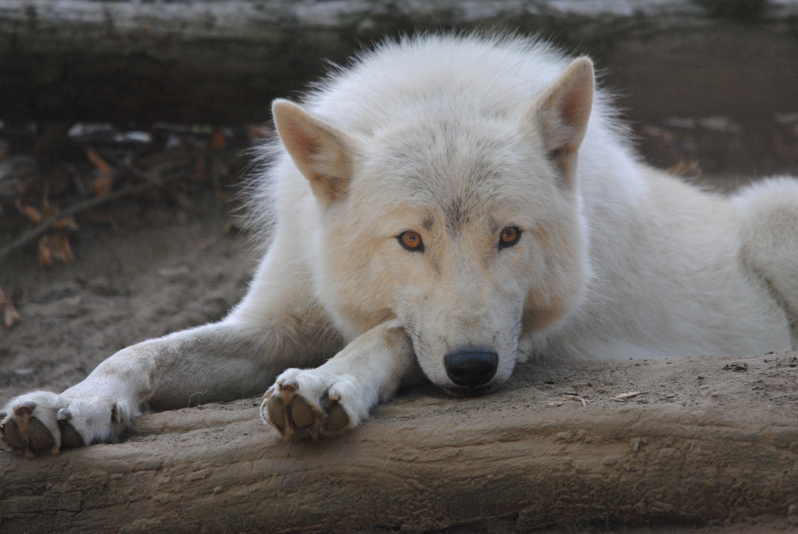 Treuer Blick Foto & Bild | tiere, zoo, wildpark & falknerei, säugetiere ...