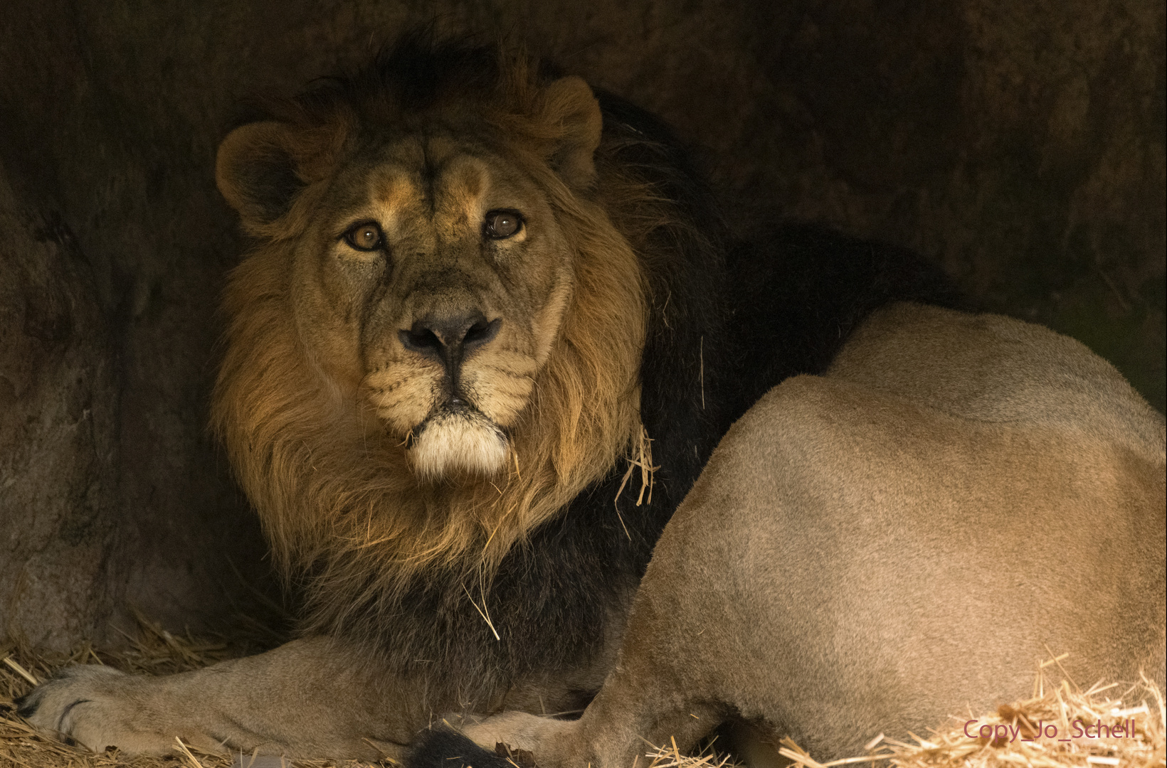 Treuer Blick !!! Foto & Bild | tiere, zoo, wildpark & falknerei, wild ...