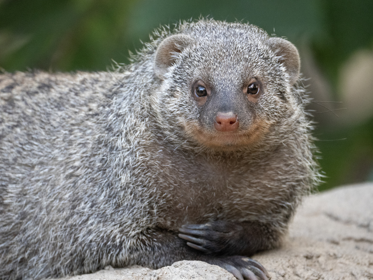 ~ Treuer Blick ~ Foto & Bild | tiere, zoo, wildpark & falknerei ...