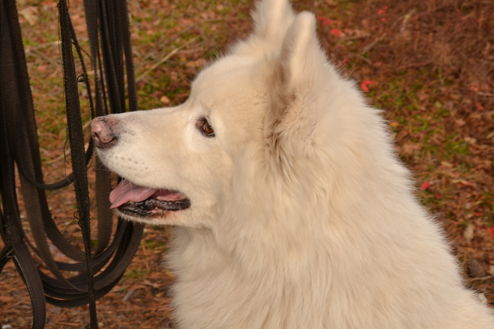 Treuer Freund Foto & Bild | tiere, haustiere, hunde Bilder auf ...