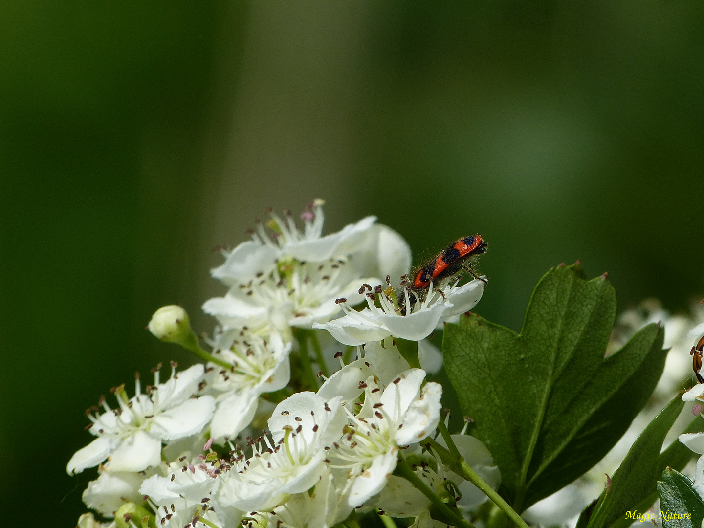 Trichodes apiarius 2. Bild Foto & Bild | natur, blüte, tier Bilder auf ...